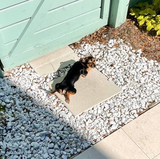 Introducing Penny Petersik Young House Love