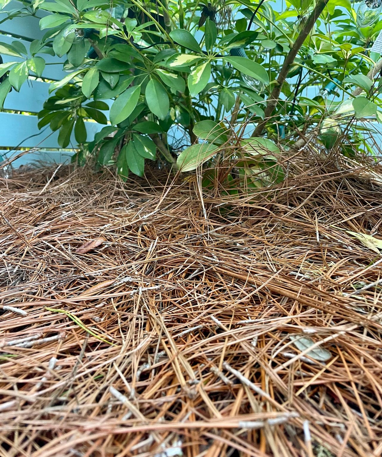 How To Protect Plants From Freezing | Young House Love