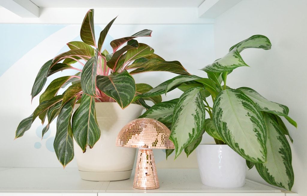 How To Care For An Aglaonema (Chinese Evergreen) | Young House Love