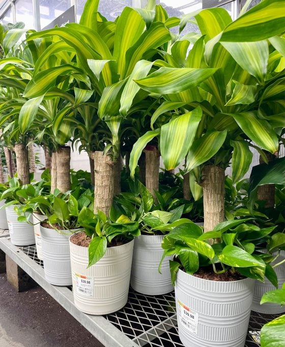 Corn Plant - Care Guide | Young House Love