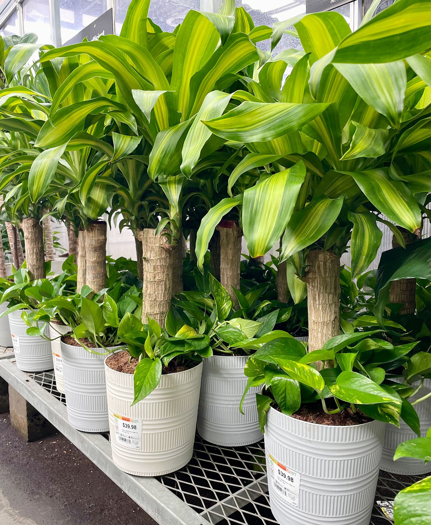 Corn Plant - Care Guide | Young House Love