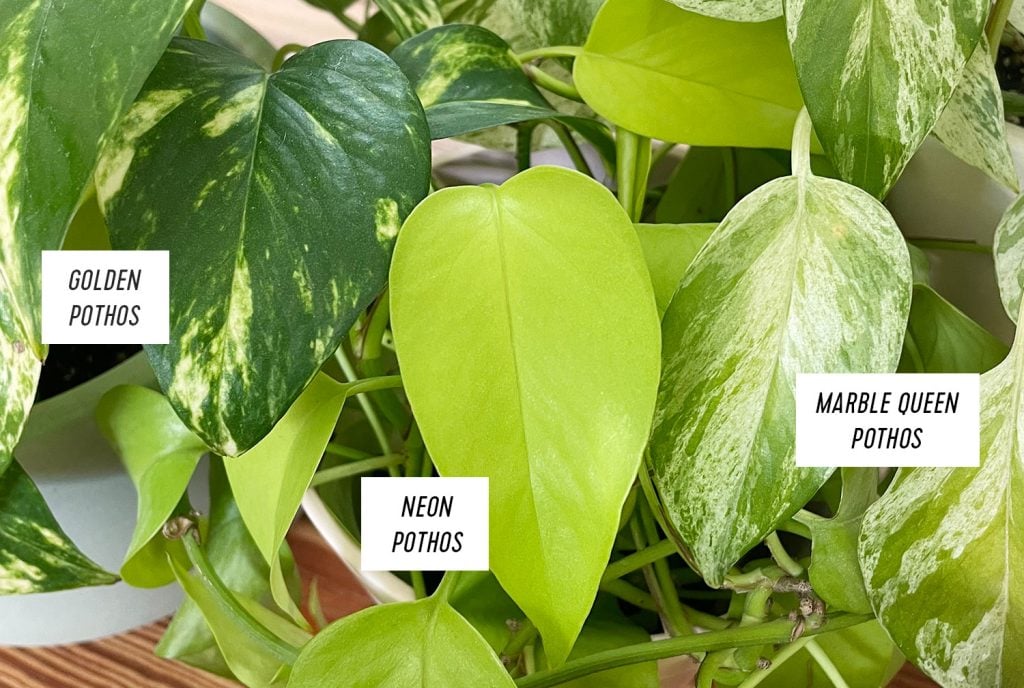 Golden Pothos - Plant Care Guide | Young House Love