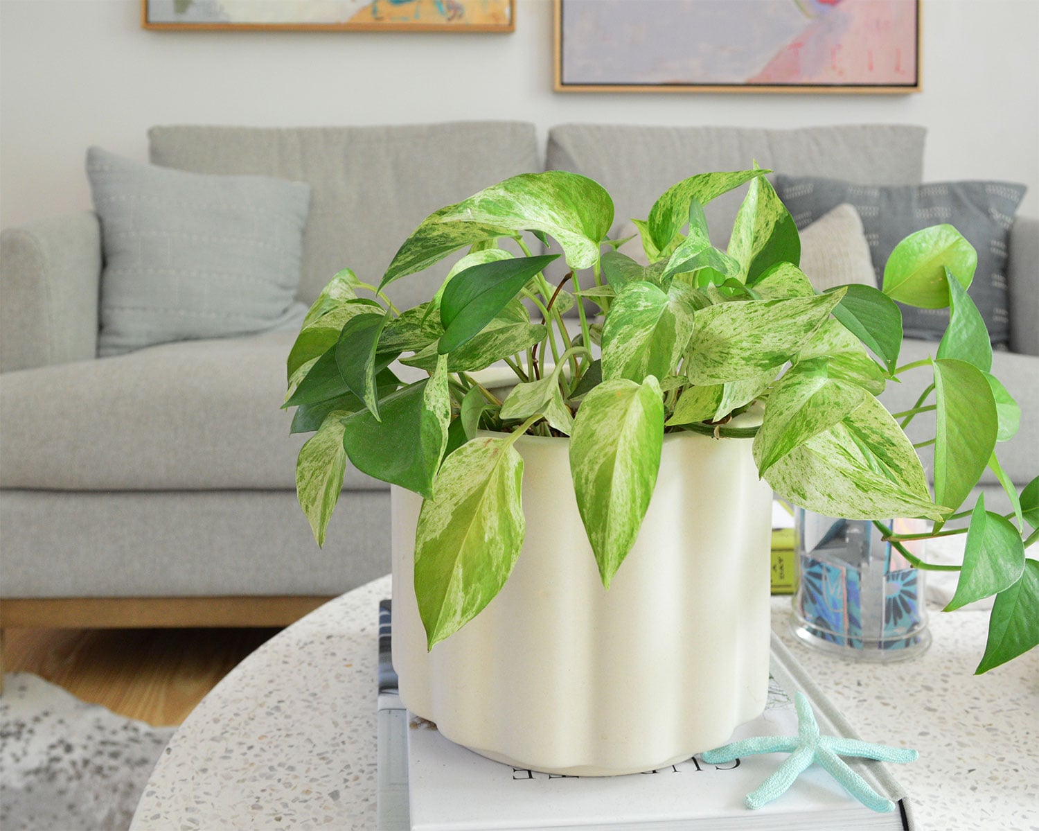 Marble Queen Pothos - Plant Care Guide | Young House Love