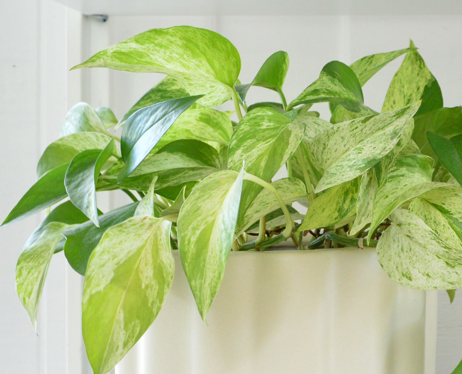 Marble Queen Pothos - Plant Care Guide - Taite Floor