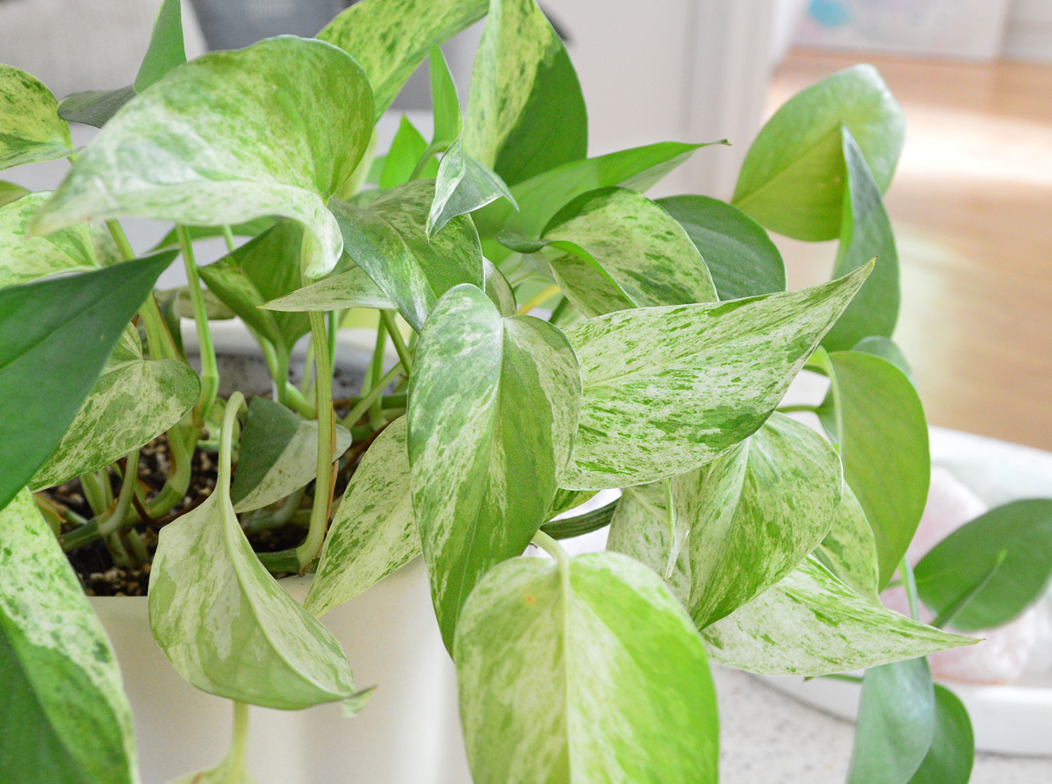 Marble Queen Pothos - Plant Care Guide - Taite Floor