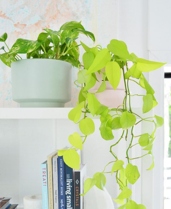 Neon Pothos - Plant Care Guide | Young House Love