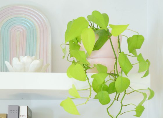 Neon Pothos - Plant Care Guide | Young House Love