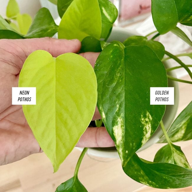 Neon Pothos - Plant Care Guide | Young House Love