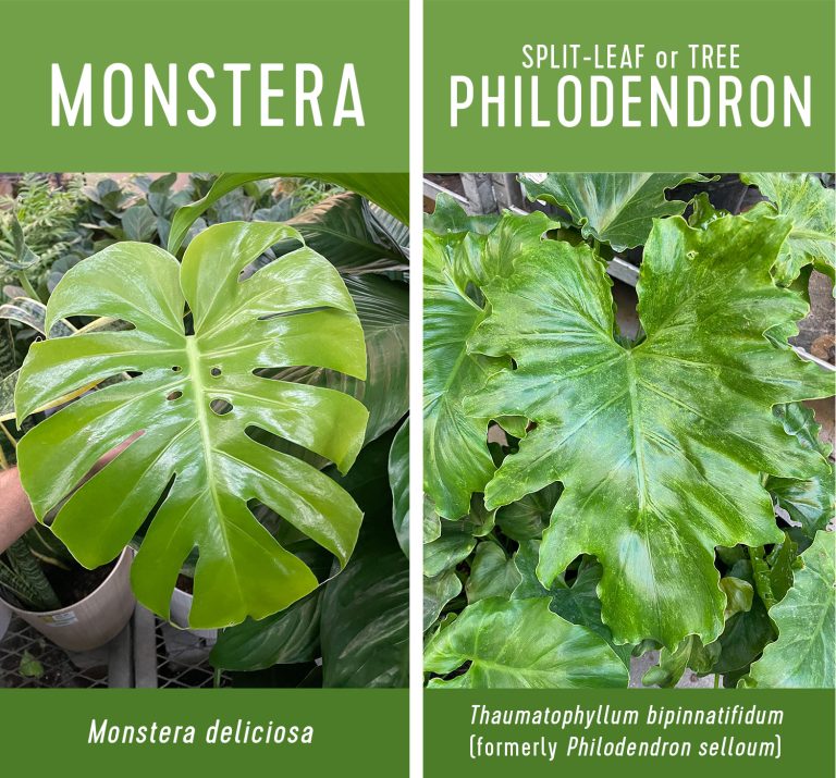 Monstera Deliciosa - Plant Care Guide | Young House Love