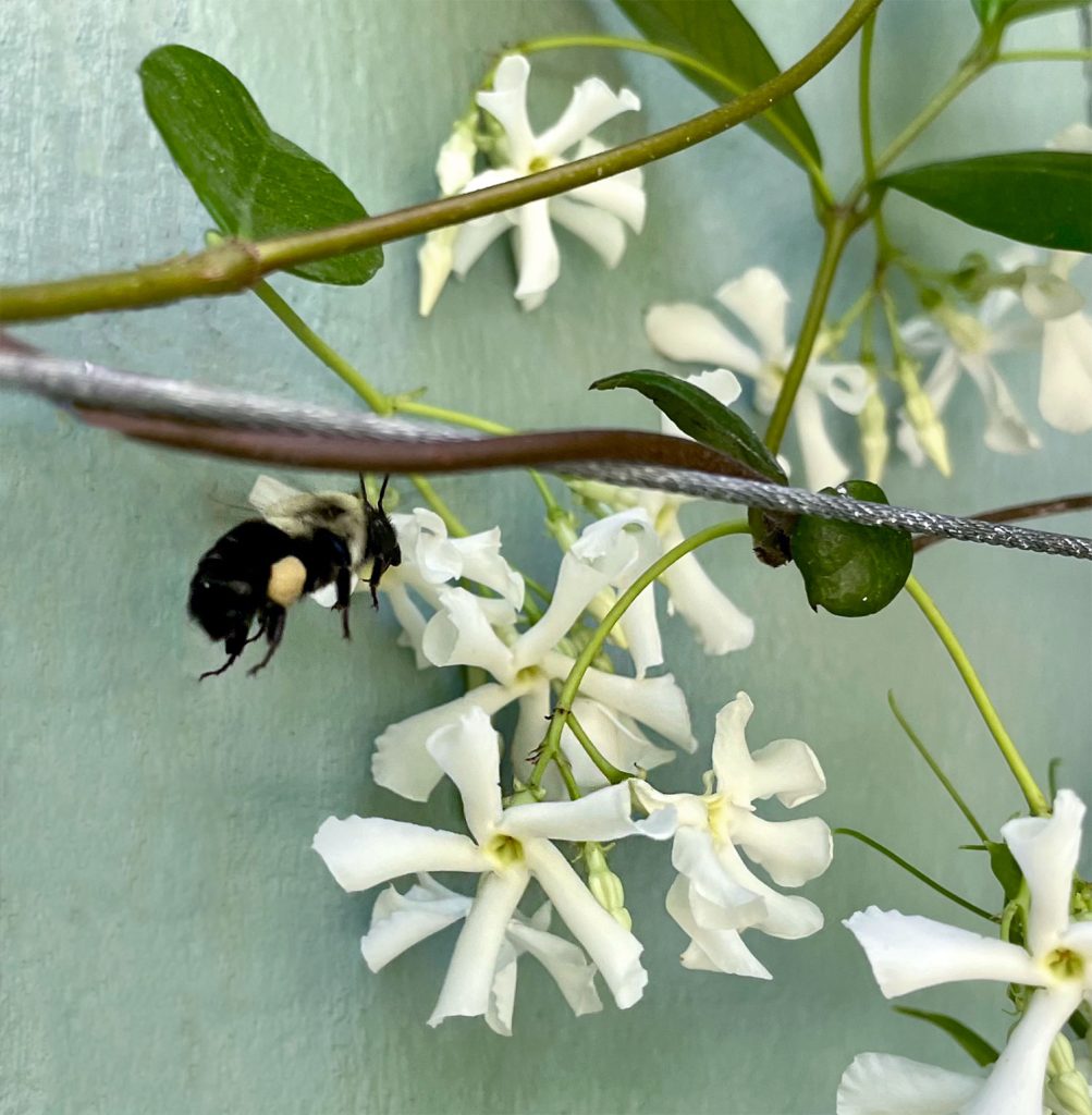 Star Jasmine - Plant Growing & Care Guide | Young House Love