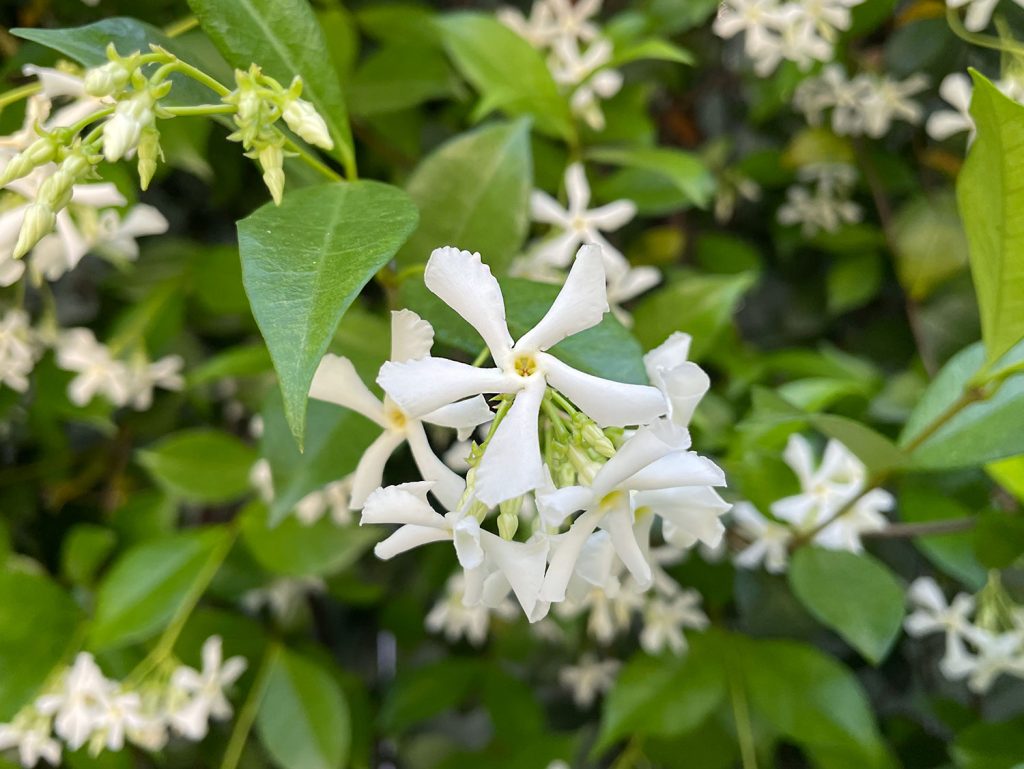 Star Jasmine - Plant Growing & Care Guide | Young House Love