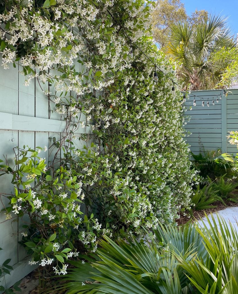 Star Jasmine - Plant Growing & Care Guide - Taite Floor