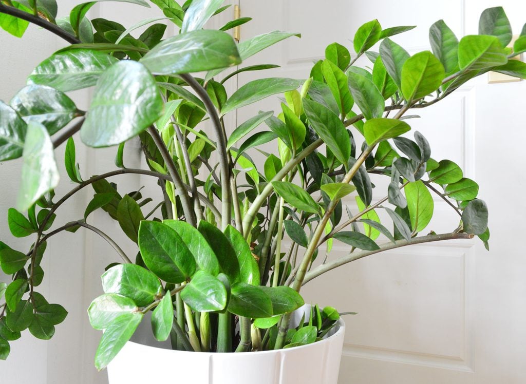 ZZ Plant - Complete Care Guide | Young House Love