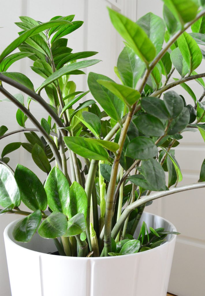 ZZ Plant - Complete Care Guide | Young House Love