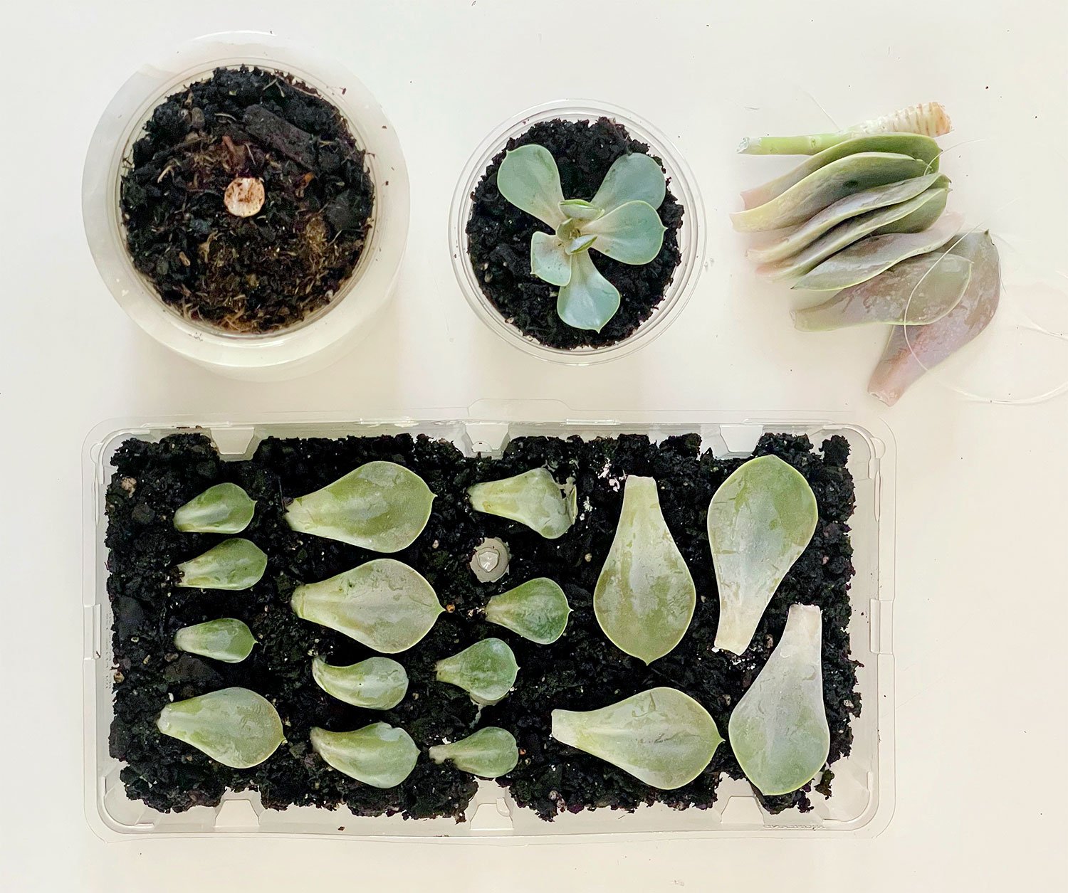 How To Propagate Succulents | Young House Love | Top Crew Construction
