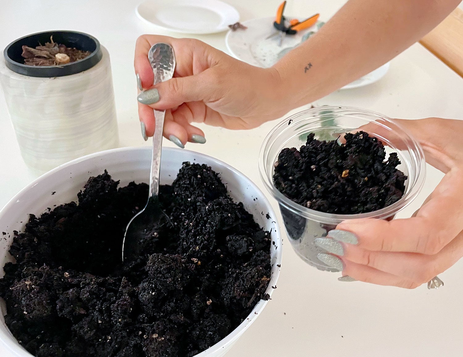 How To Propagate Succulents | Young House Love | Land Rush Homes