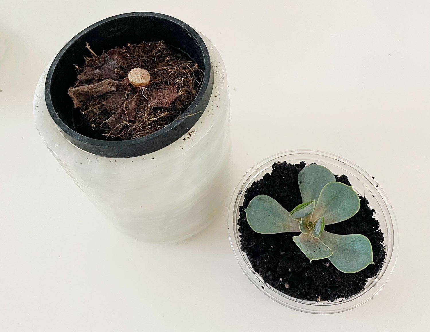 How To Propagate Succulents | Young House Love | Land Rush Homes