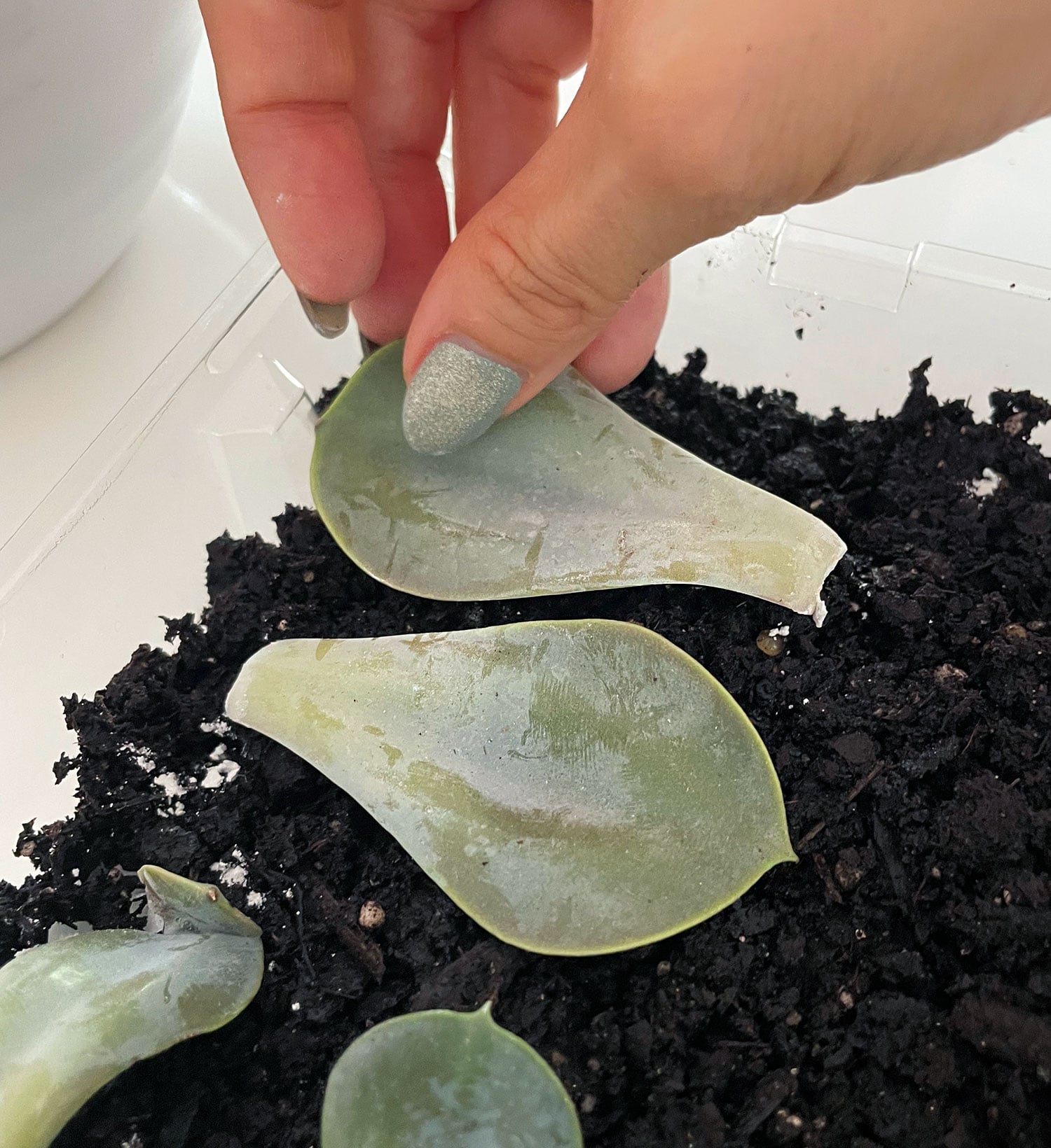 How To Propagate Succulents | Young House Love | Land Rush Homes
