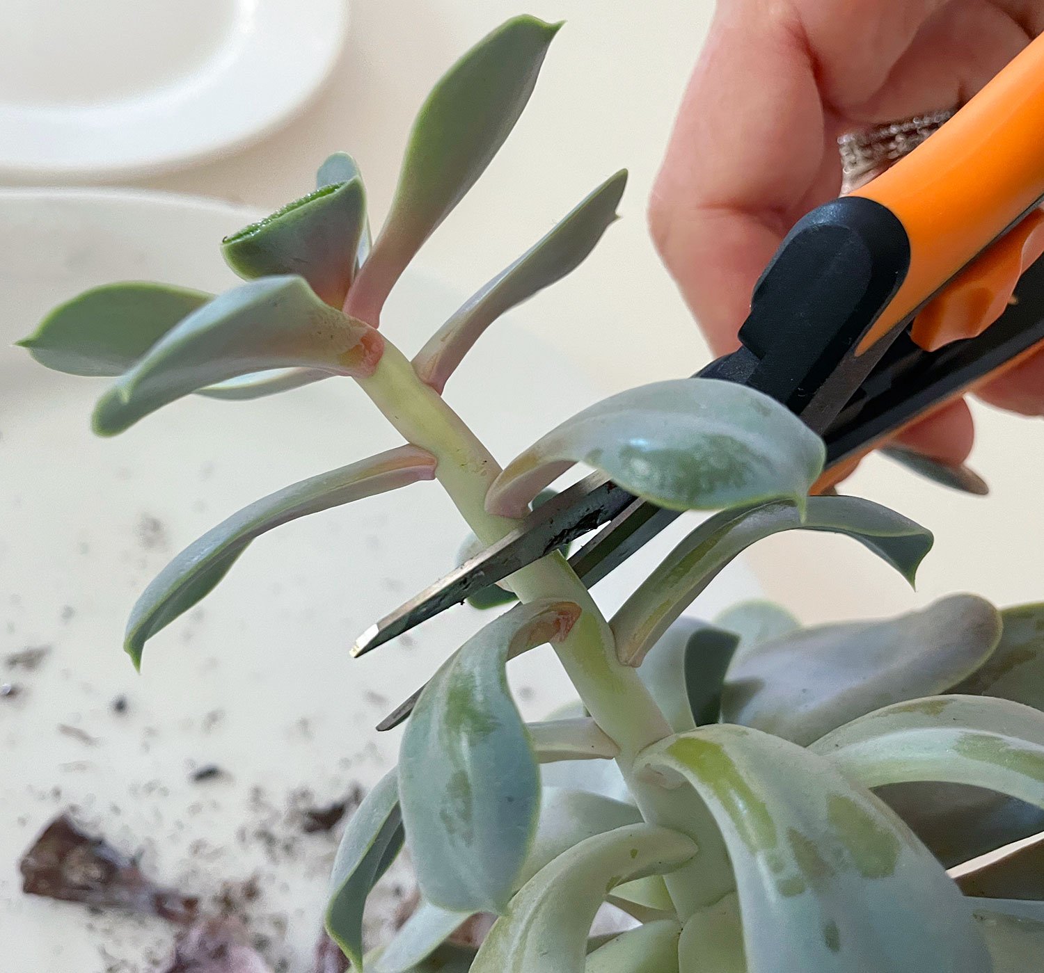 How To Propagate Succulents | Young House Love
