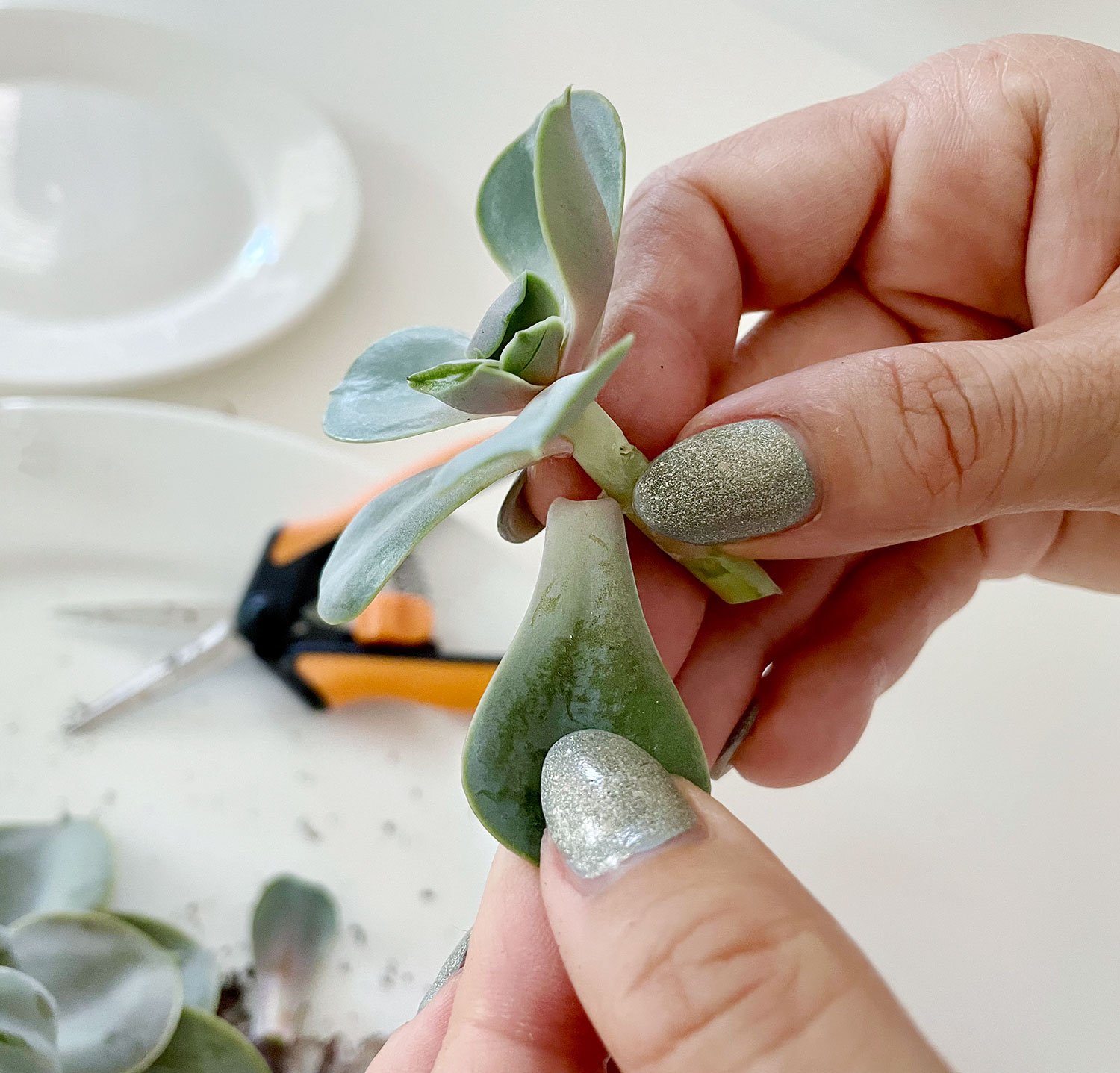 How To Propagate Succulents | Young House Love
