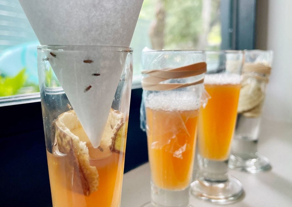 How To Get Rid Of Fruit Flies -The Best Tested Methods | Land Rush Homes