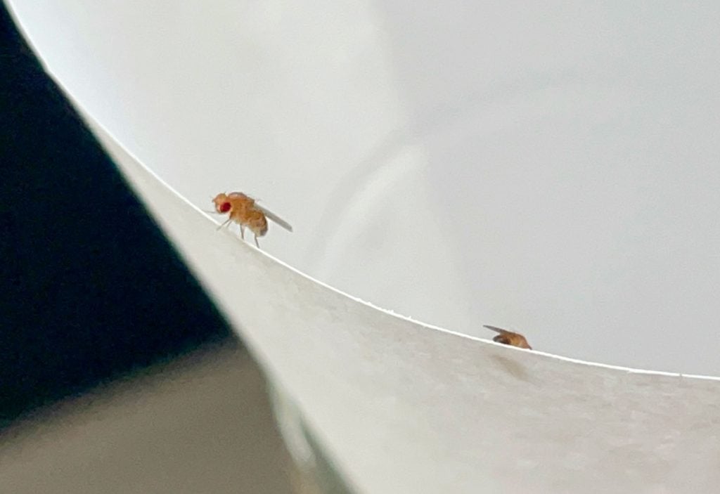 How To Get Rid Of Fruit Flies -The Best Tested Methods | Young House Love