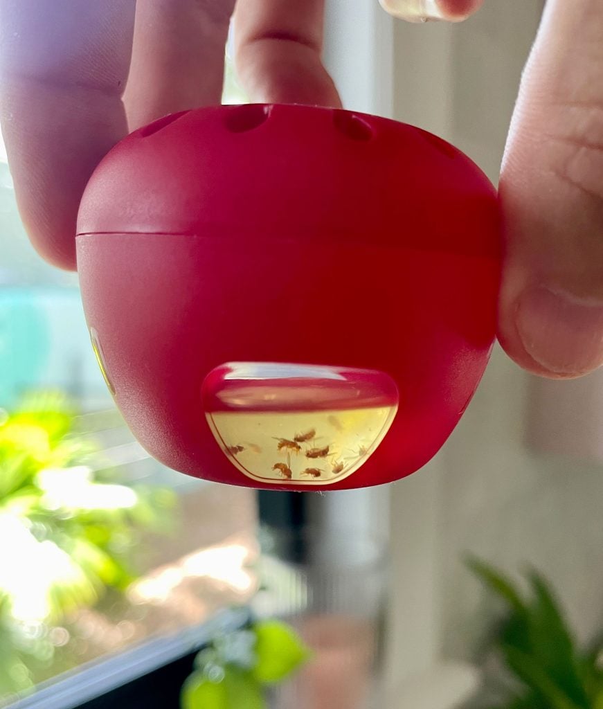 How To Get Rid Of Fruit Flies -The Best Tested Methods | Young House Love