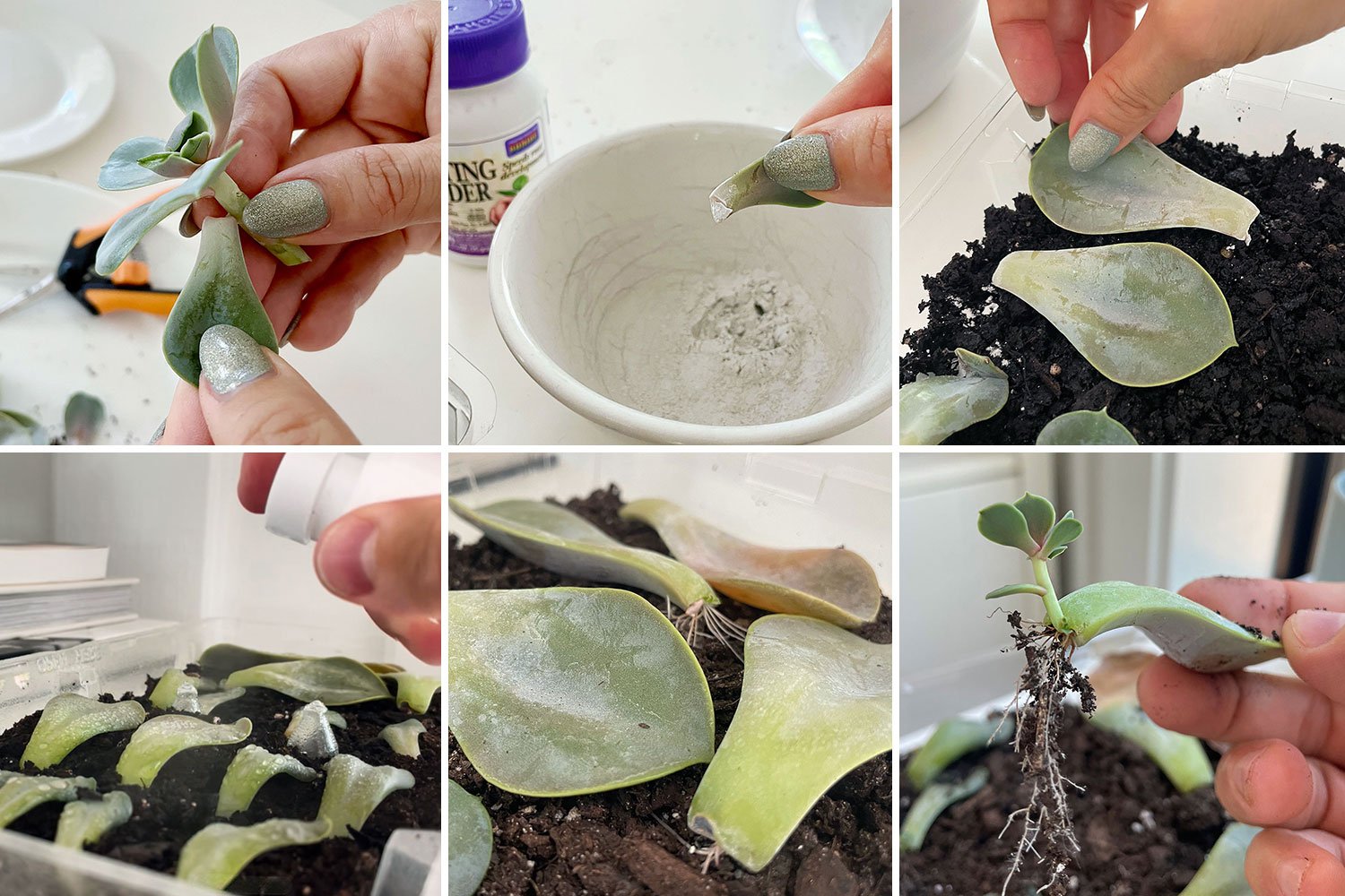 How To Propagate Succulents | Young House Love