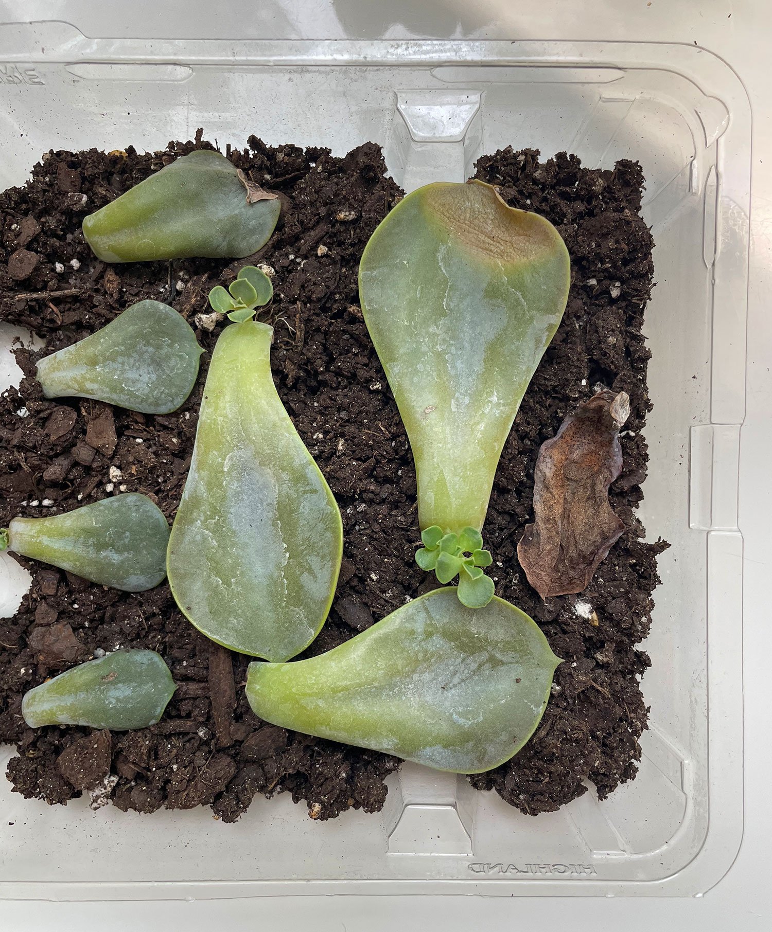 How To Propagate Succulents | Young House Love
