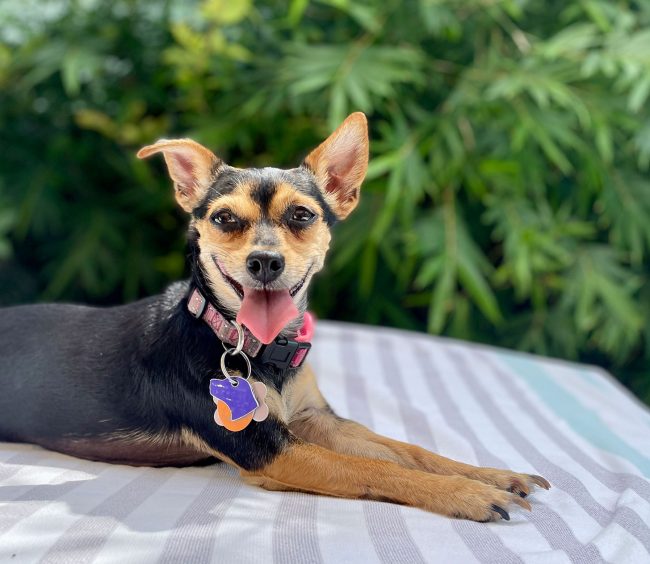 Girl Dog Names: 200 Ideas + Naming Tips | Young House Love