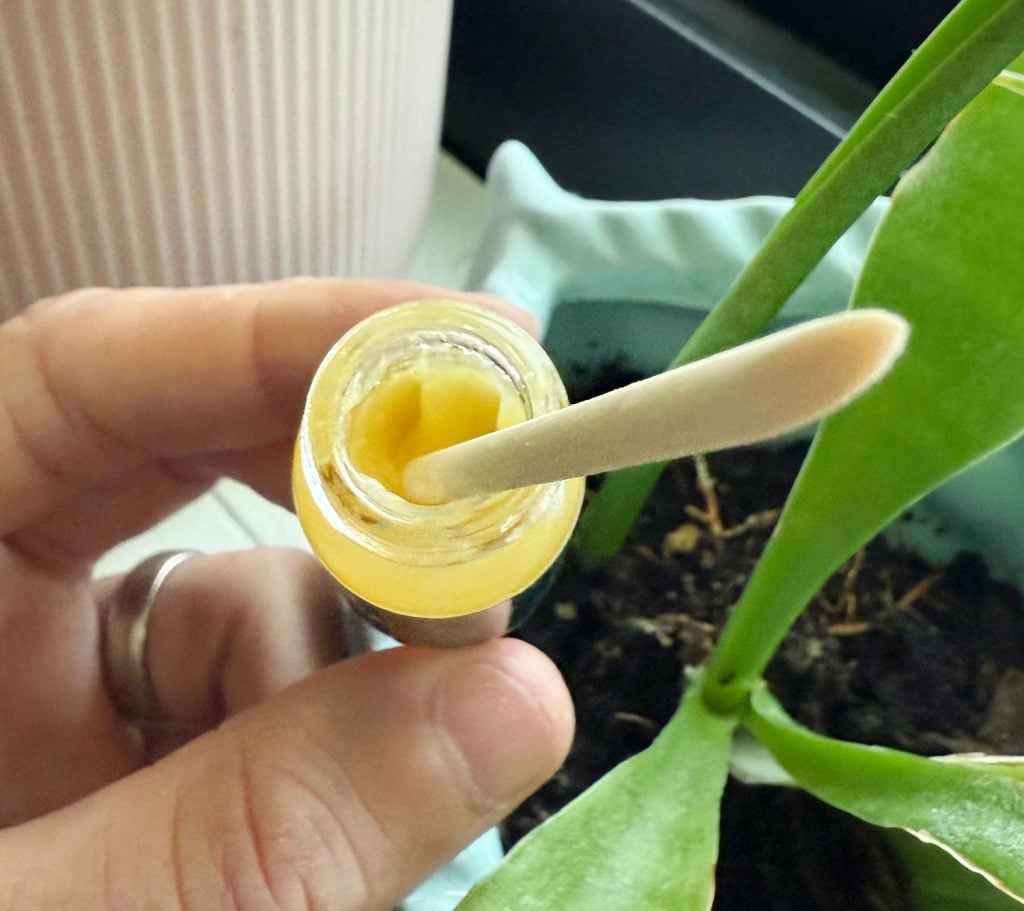 What Is Keiki Paste? And How To Use It On Your Plants - Taite Floor
