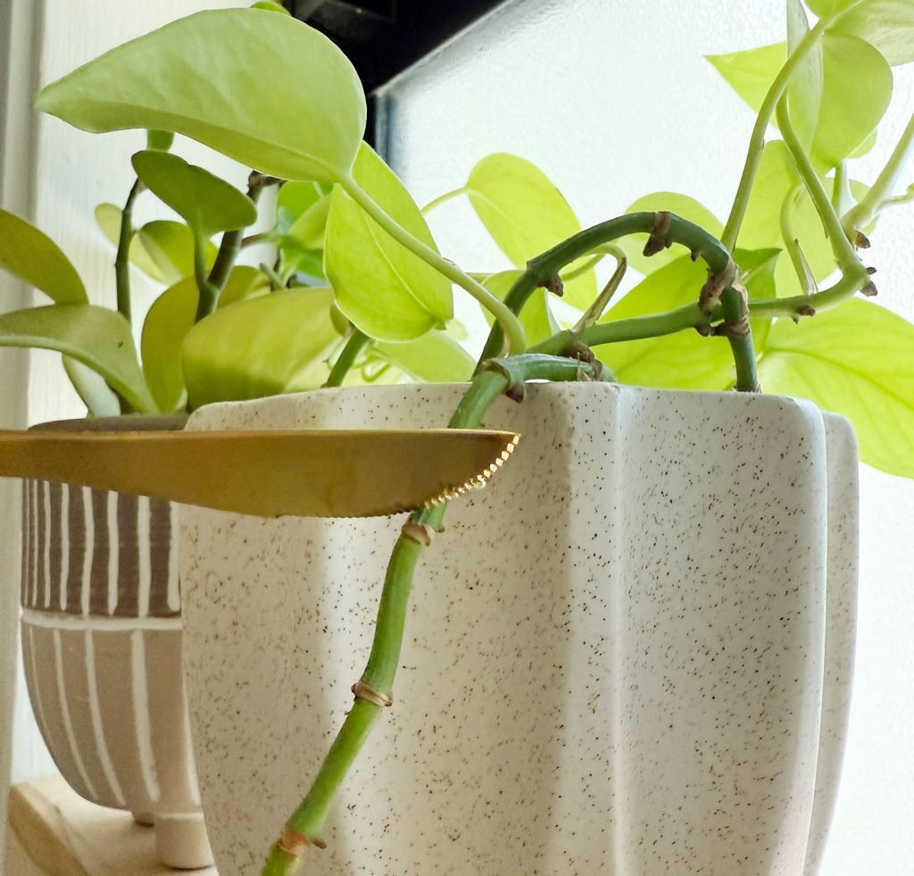 What Is Keiki Paste? And How To Use It On Your Plants | Young House Love